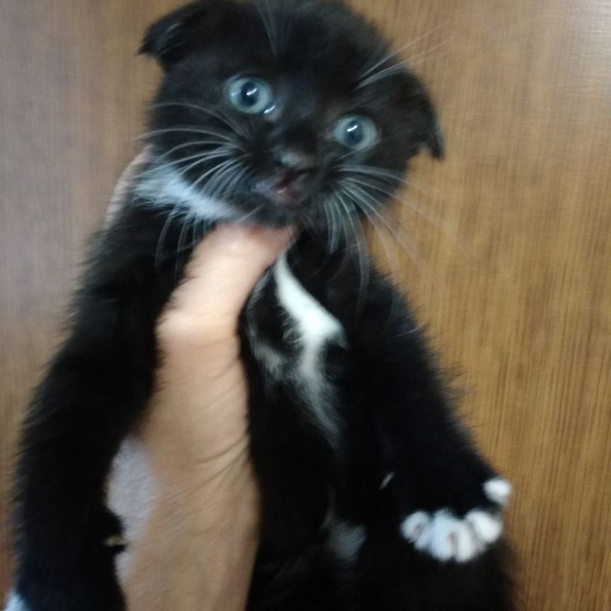 Котенок.Вислоухий мальчик.1 мес.10 дней