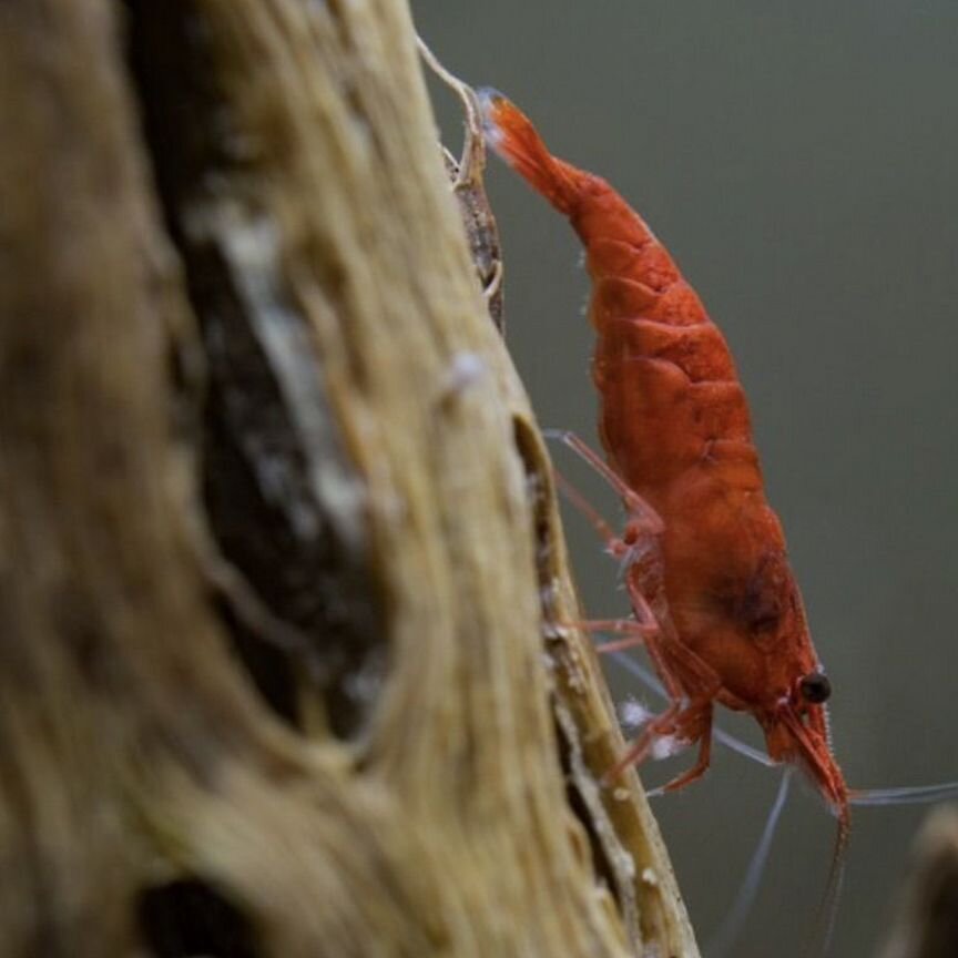 Креветки вишня аквариумные