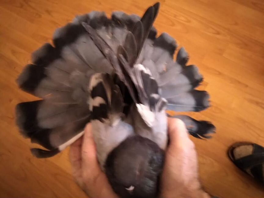 Николаевские голуби