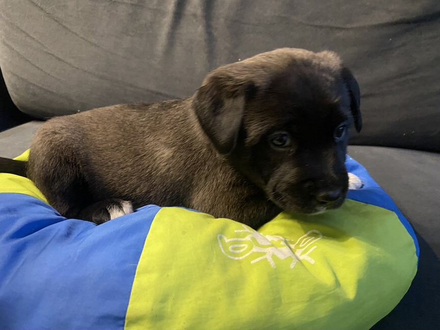 Продам щенков в добрые руки