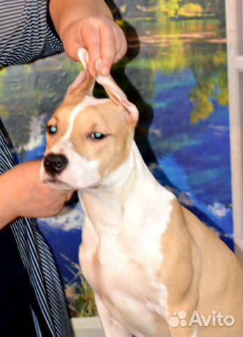 Американский стаффордширский терьер