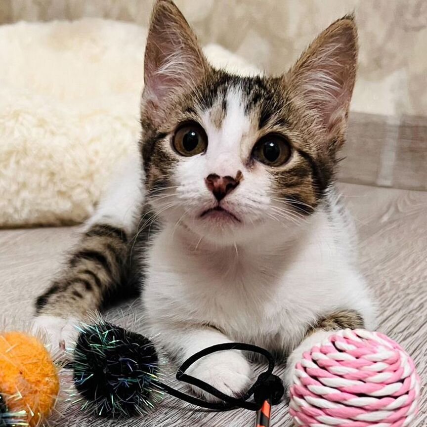 Котята ищут дом
