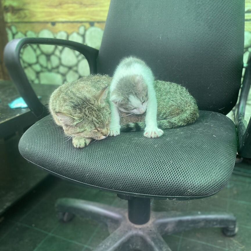 Котенок Егор