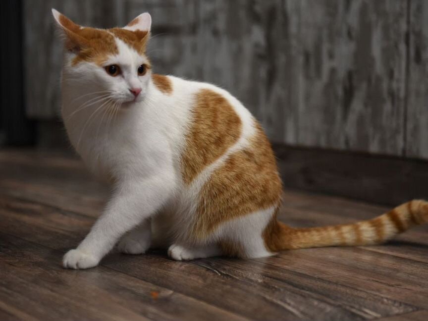 Котик рыжий красавец ищет дом спасите котика