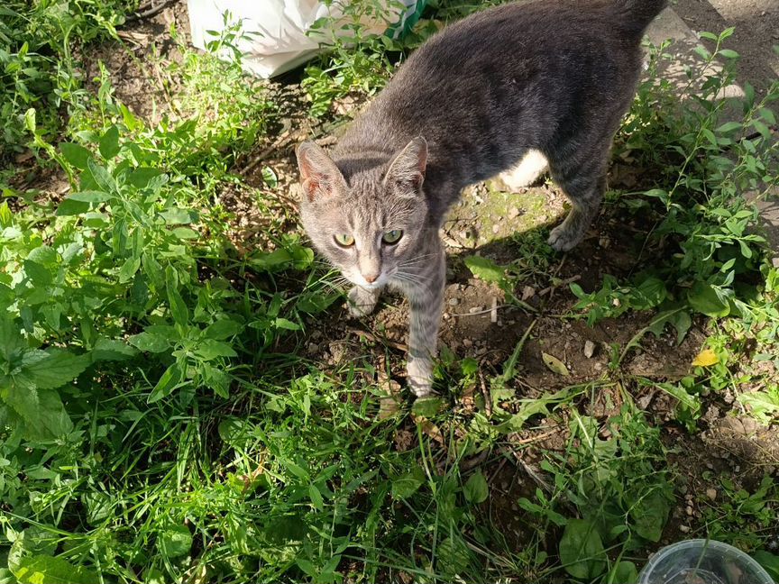 Котенок котята кошечка
