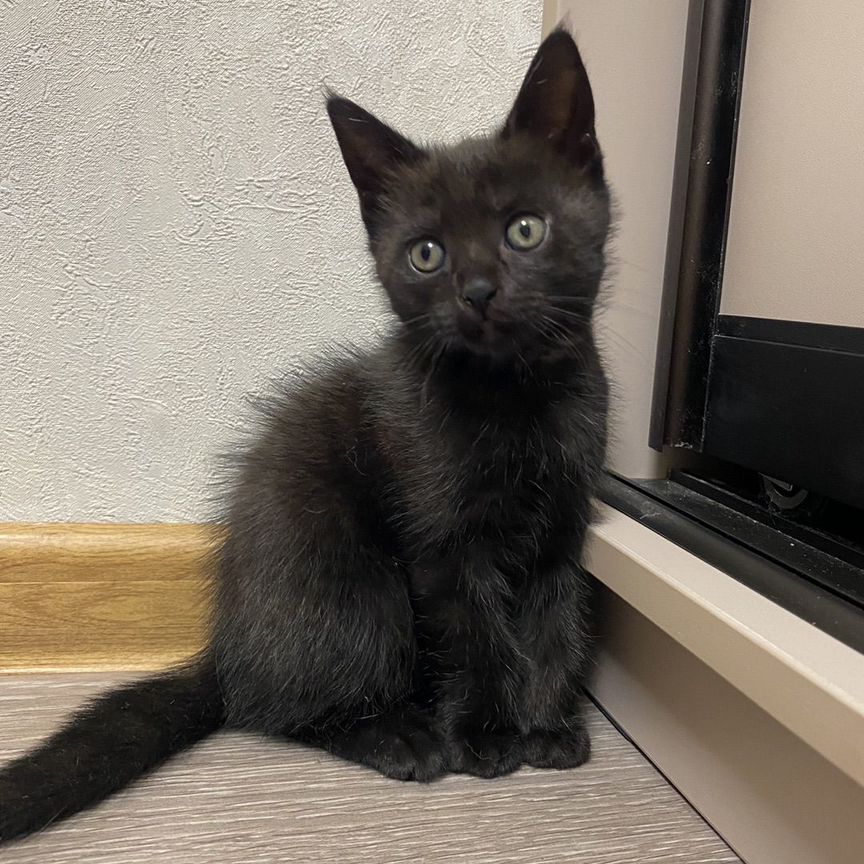 Шотландский котик