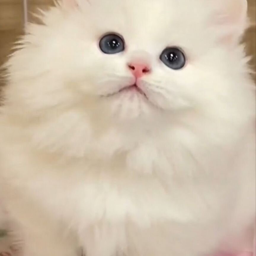 Манчкин (менуэт)