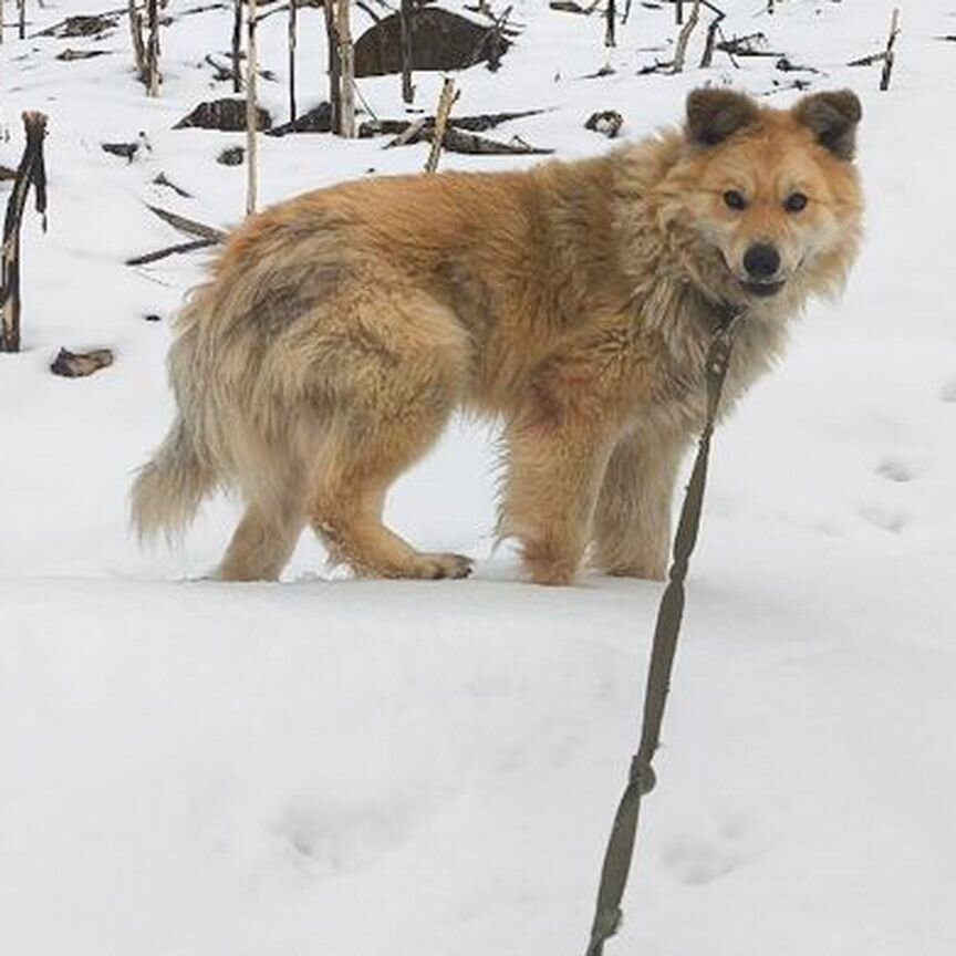 Собака улыбака в добрые руки