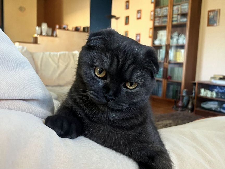 Котята шотландские вислоухие