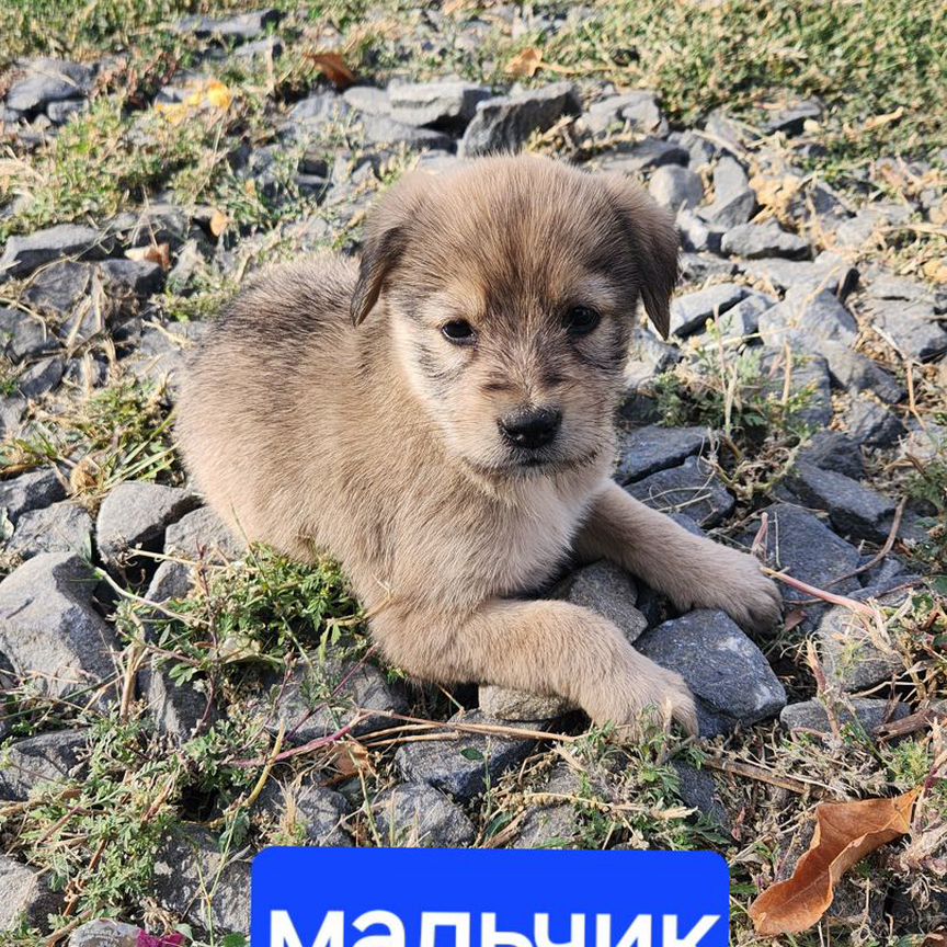 Щенок в добрые руки бесплатно