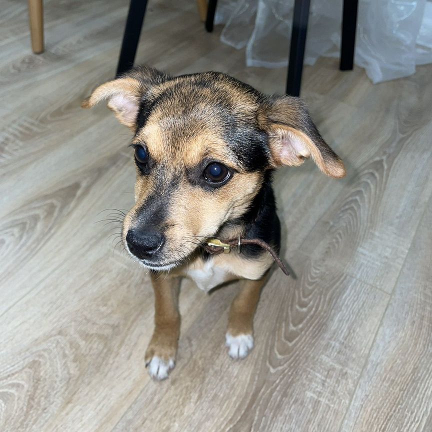 Отдадим Той-Терьера в добрые руки