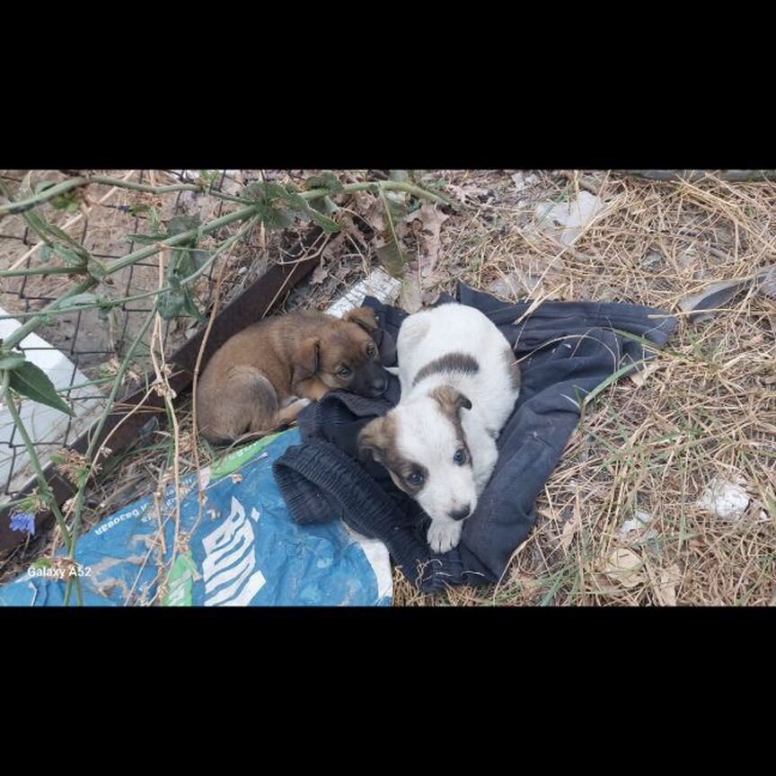 Ищем хозяев