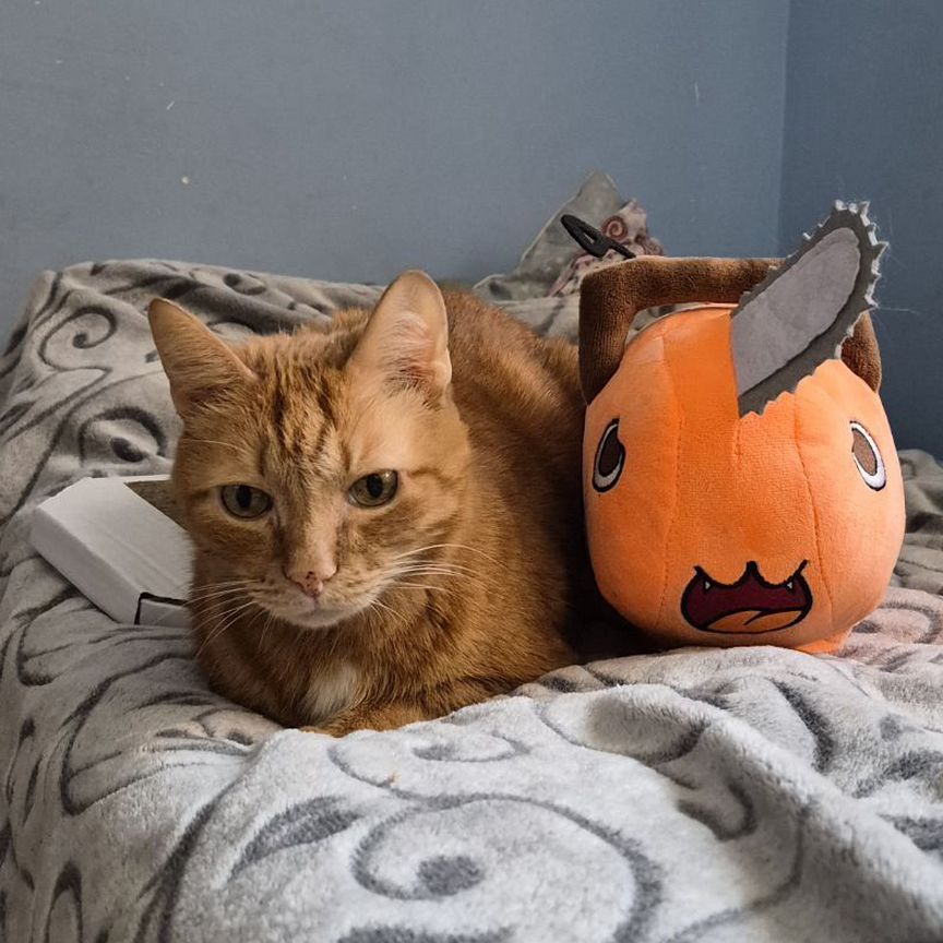 Взрослый кот в добрые руки