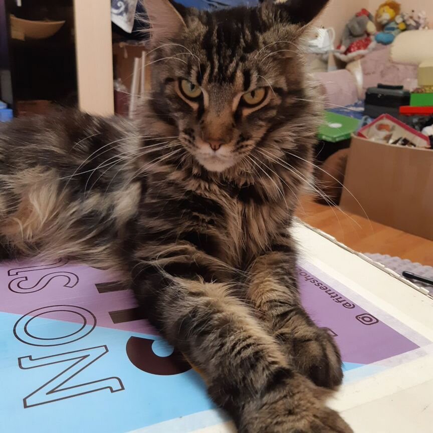 Котята мейн-кун