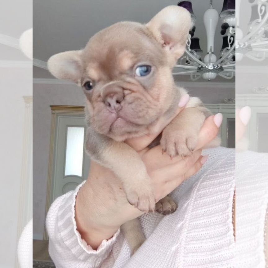 Французский бульдог, щенок