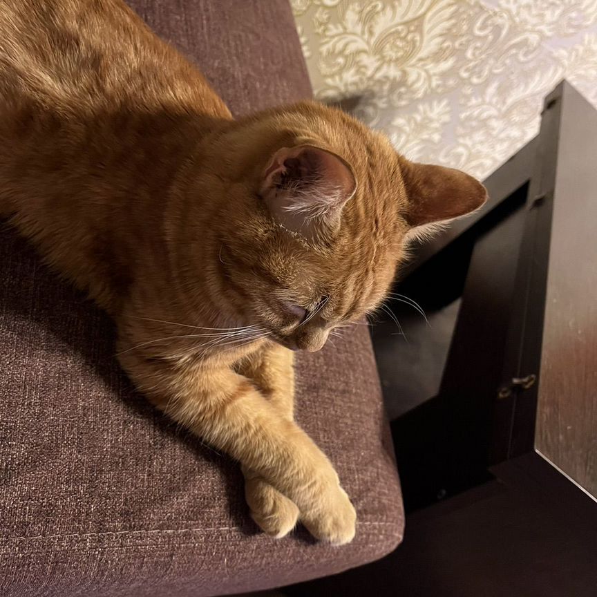 Кот