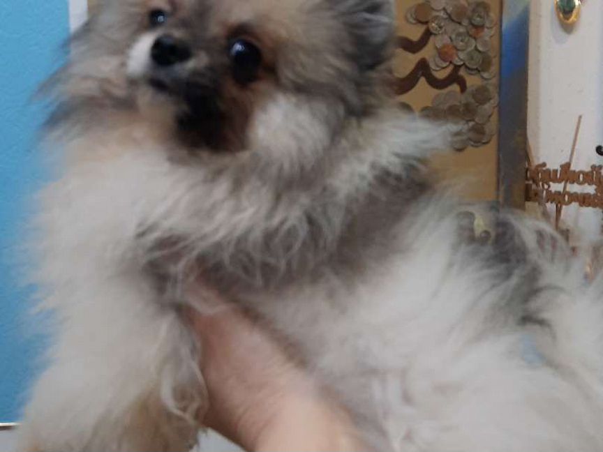 Померанский шпиц