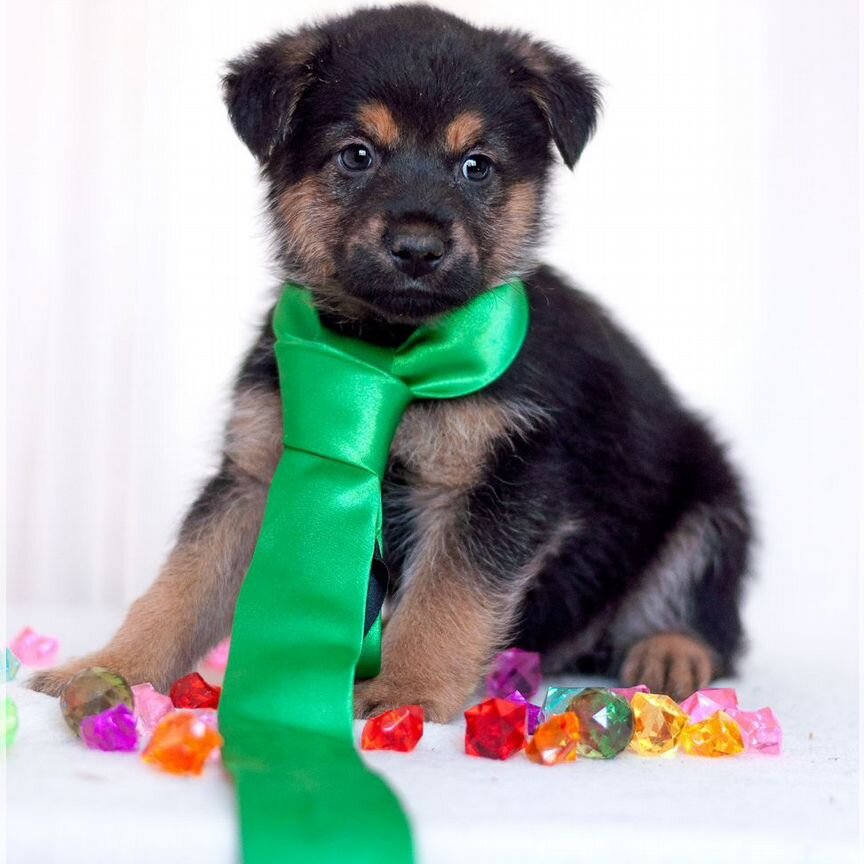 Щенок в добрые руки