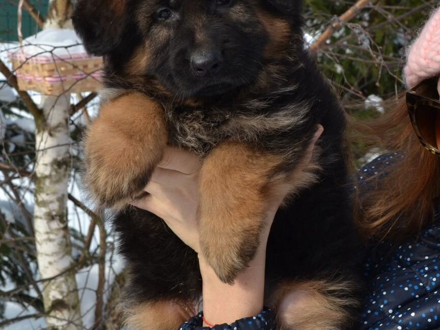 Длинношерстные щенки, документы РКФ