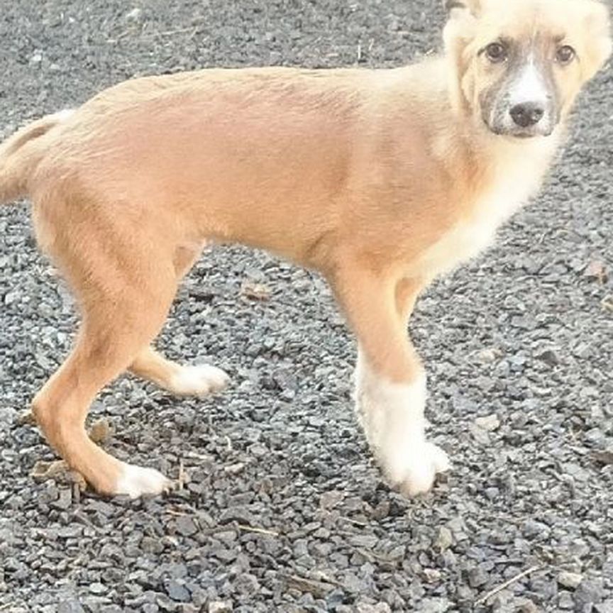 Щенок в добрые руки