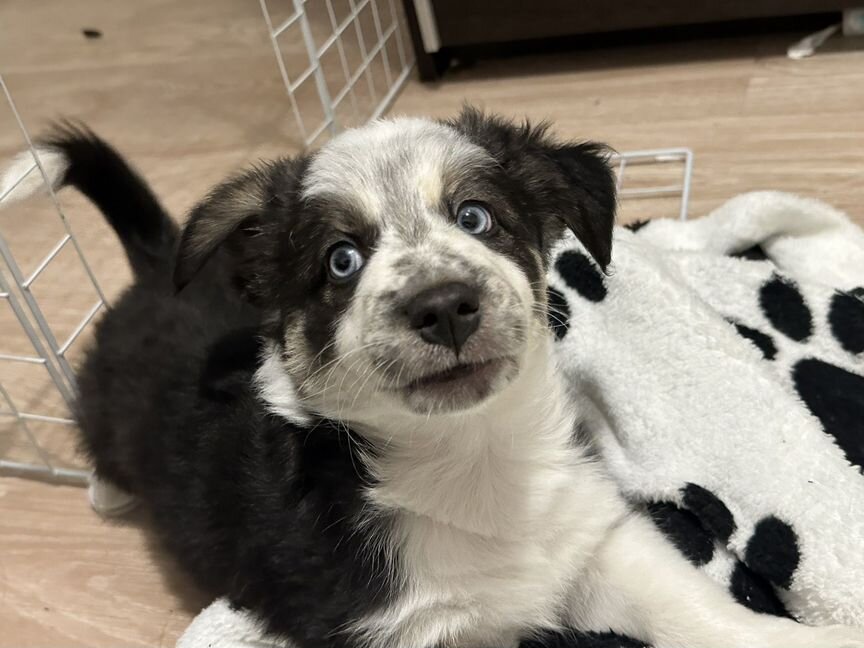 Щенок Австралийской овчарки (Аусси)