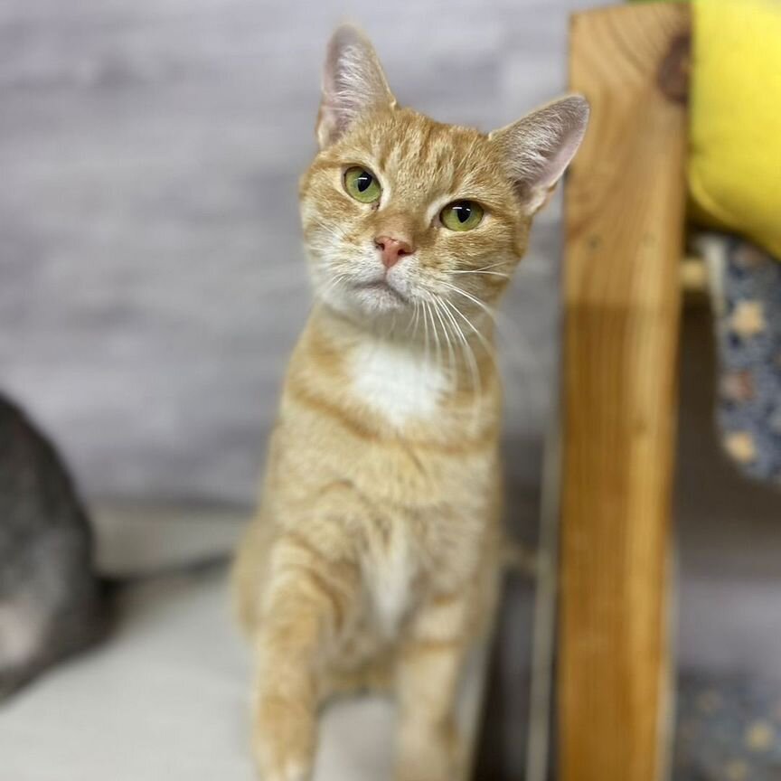 Кошка Синтия ищет дом