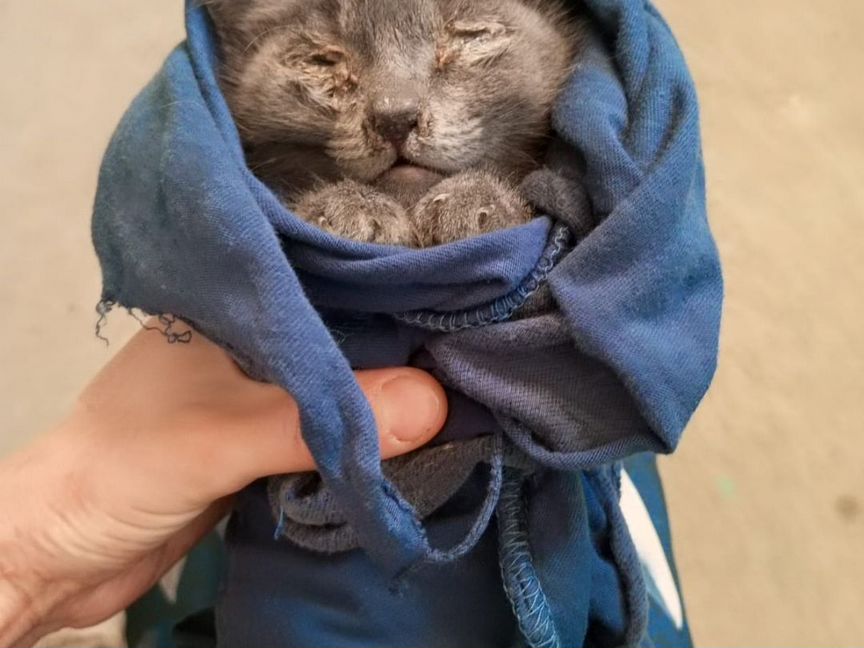 Дети нашли больного котёнка