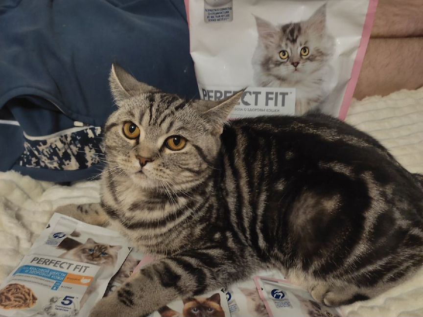 Вязка с молодой шотланской кошечкой