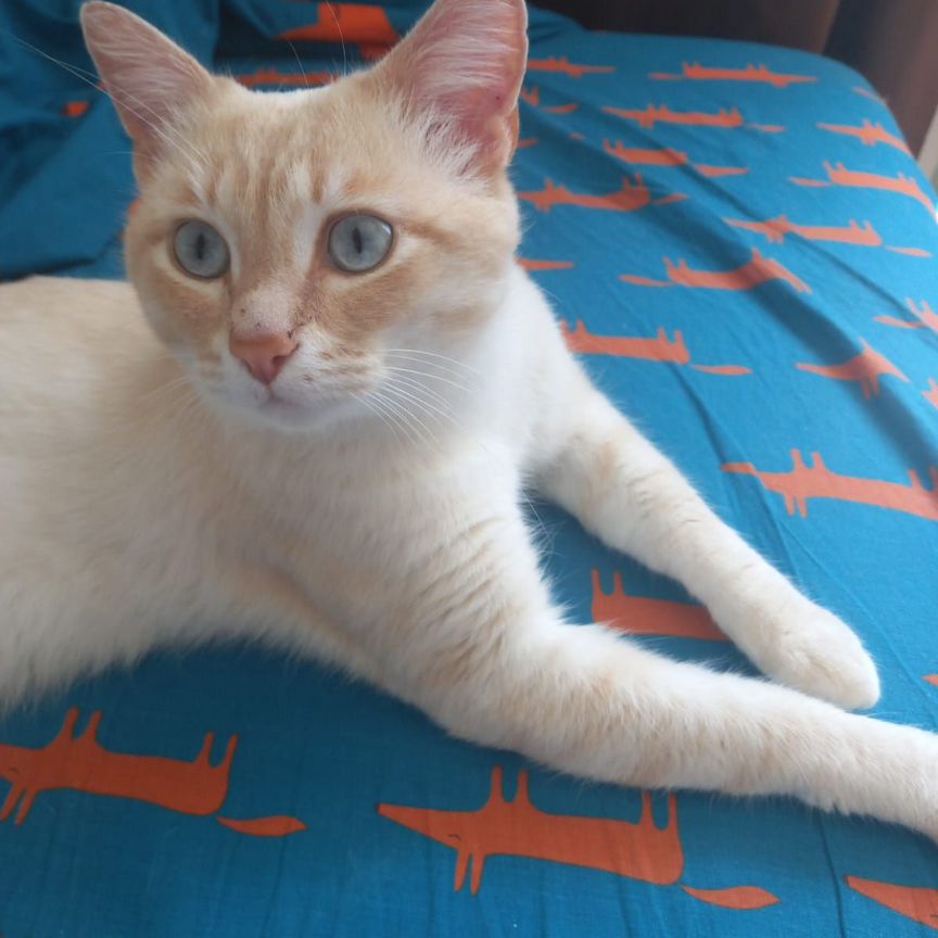 Отдам кота в добрые руки