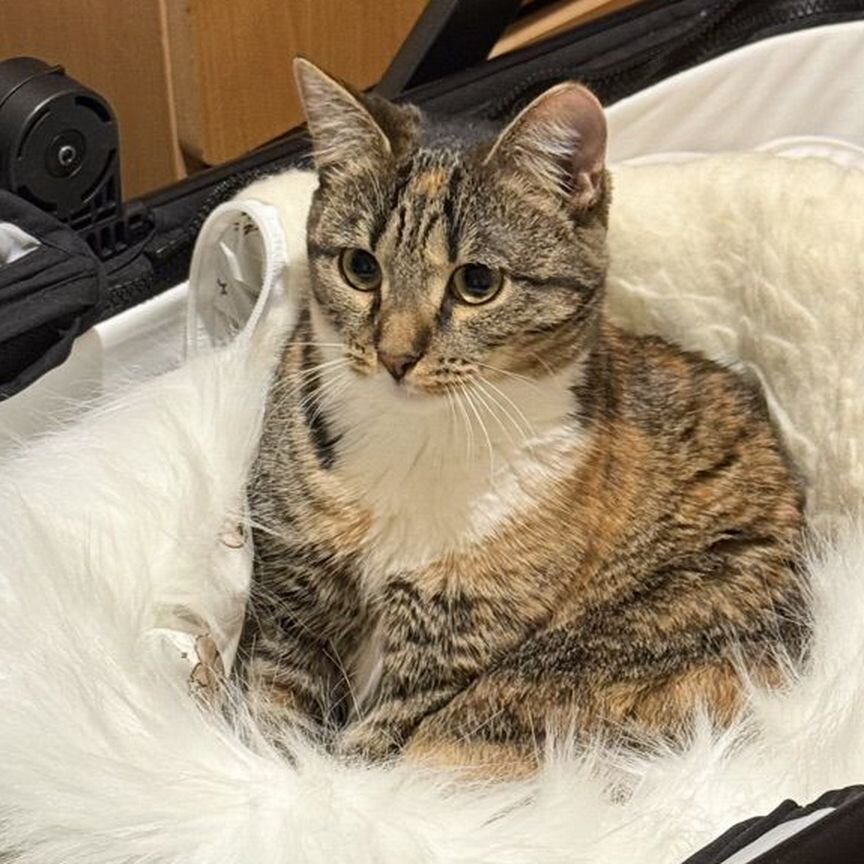 Взрослая, кошка в добрые руки