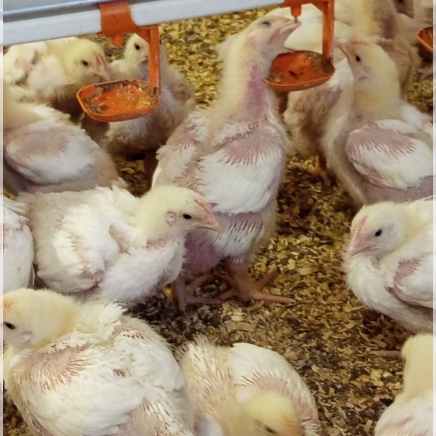 Цыплята бройлеры росс 308 подрощенный