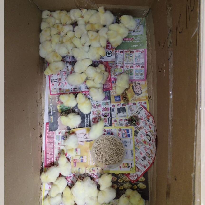 Цыплята бройлеры суточные кобб 500