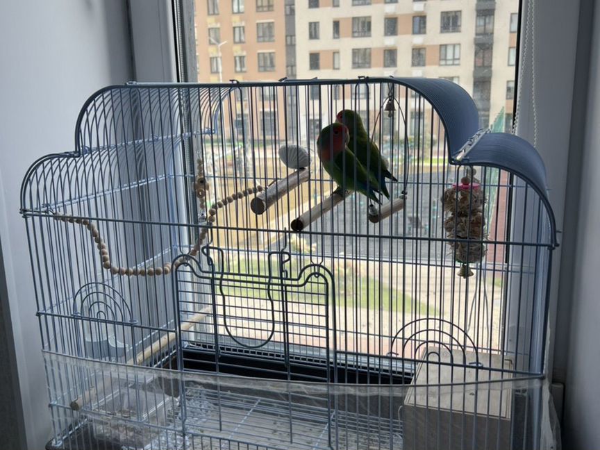 Попугаи неразлучники с птенцом и клеткой