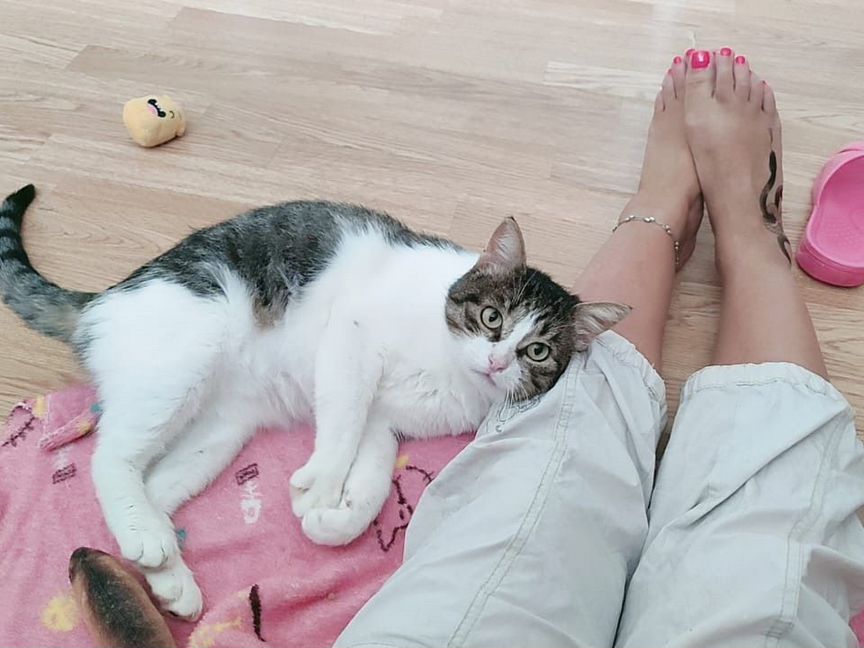 Кот Барсик 1 год