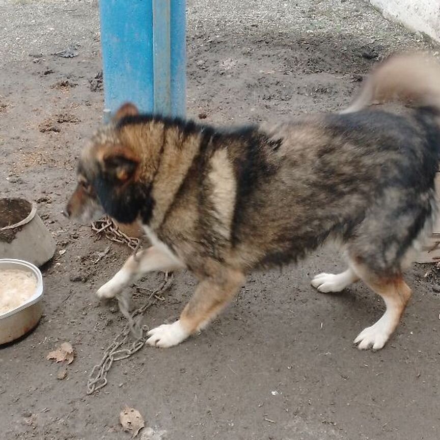 Лайка, взрослый пёс