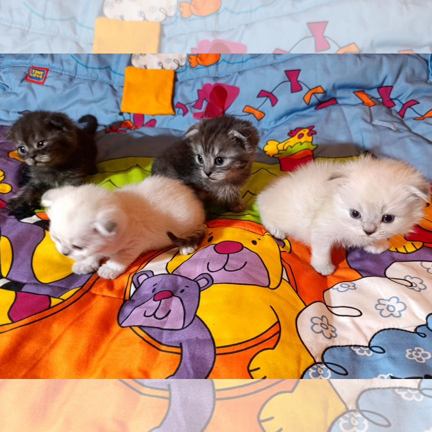 Шотландский вислоухий короткошёрстный котёнок