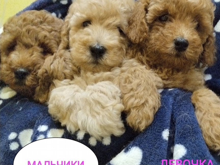 Девочки и мальчики