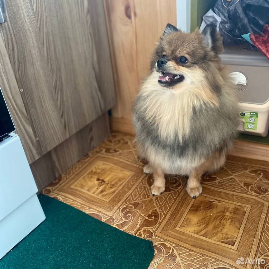 Померанский шпиц