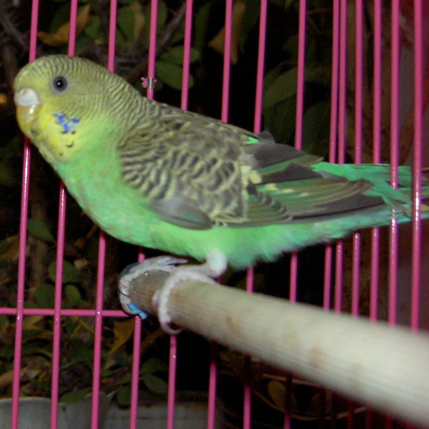 Птенец волнистого попугая