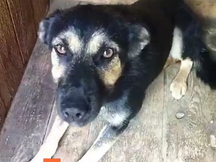 Фея ласковая