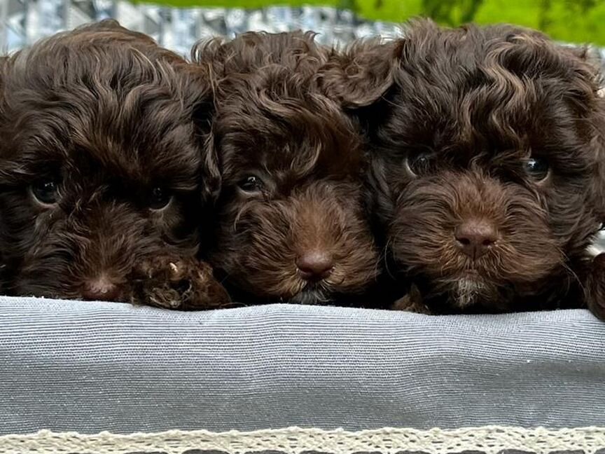 Мальтипу f1 мальчики