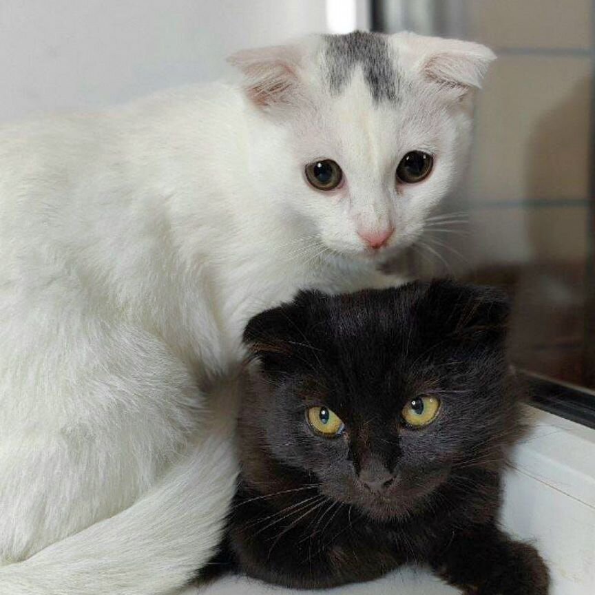 Сестры вислоушки в дар Марго и Милена