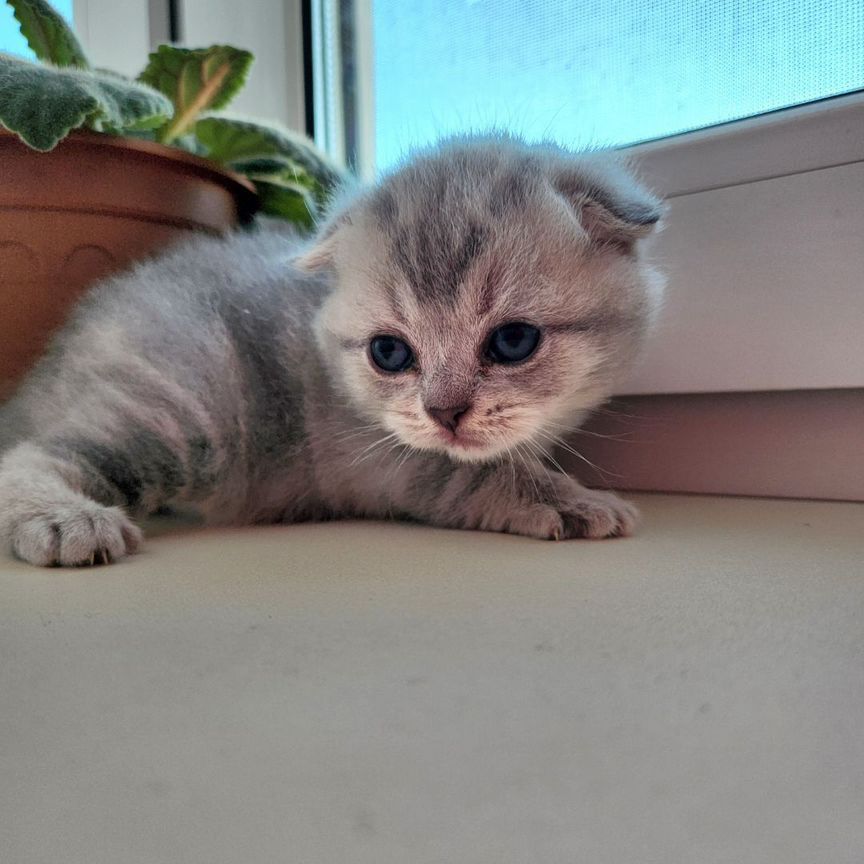 Шотландская вислоухая