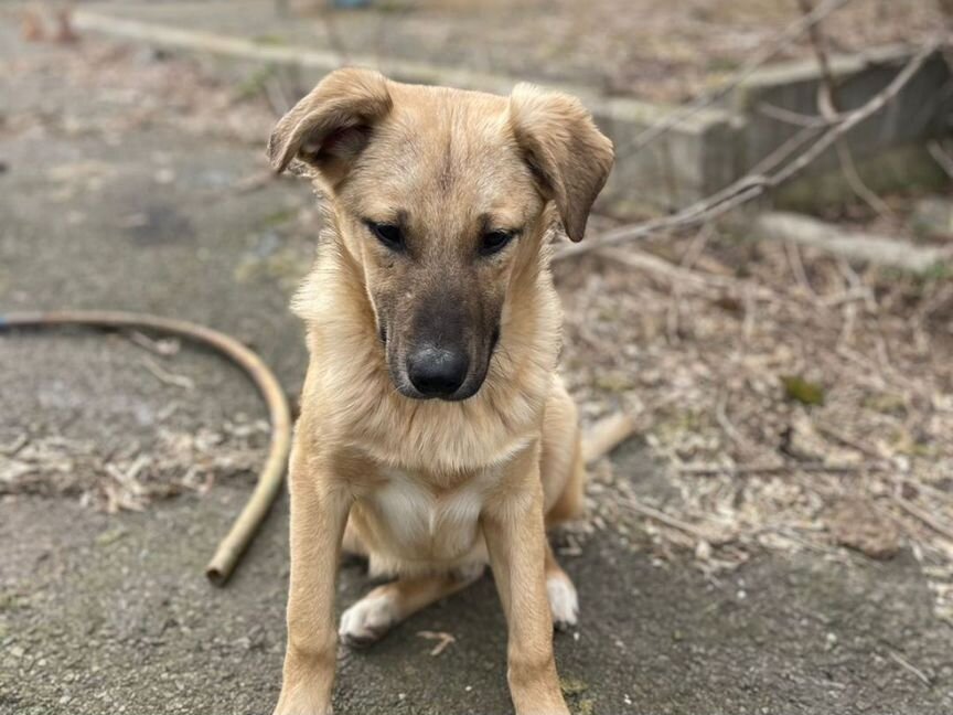 Спасите пёсика бублика