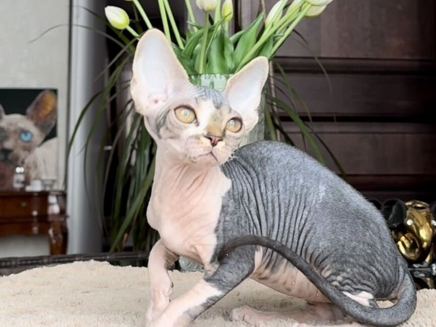 Девочка биколор Девон Рекс