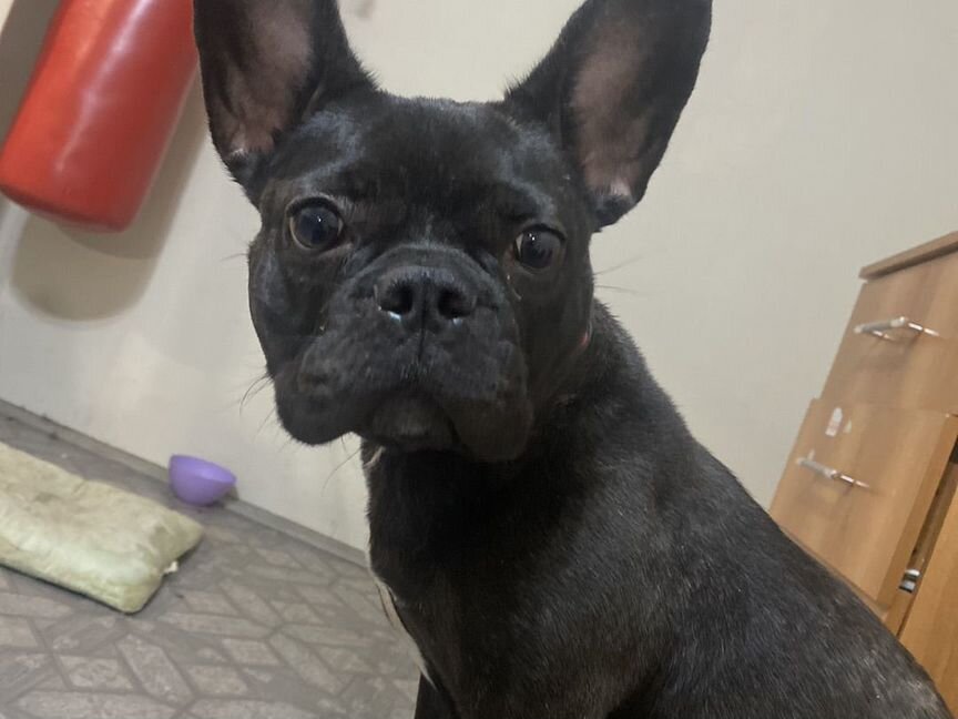 Французский бульдог