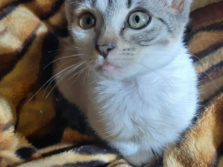 Кошка