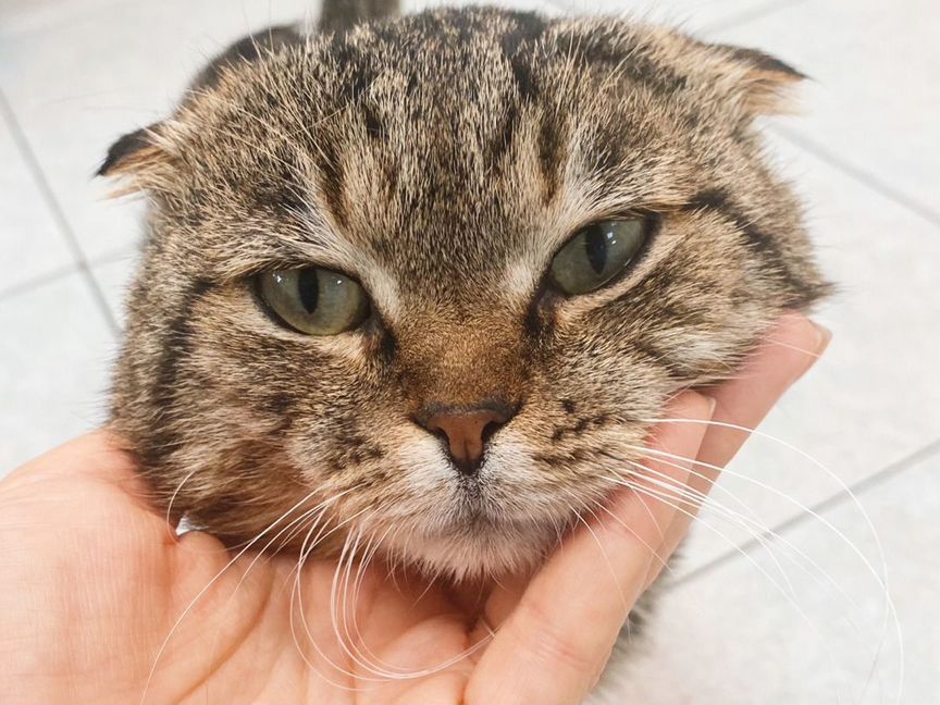 Шотланский ласковый бедный кот выкинули