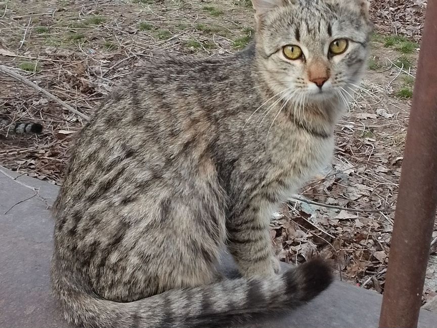 Очень нужен дом