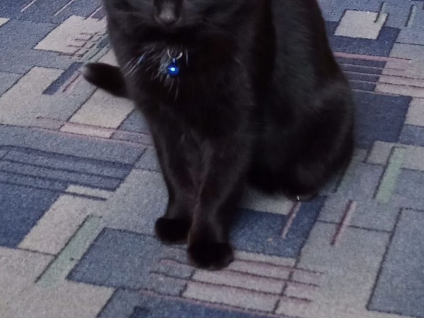 Котики бесплатно в добрые руки